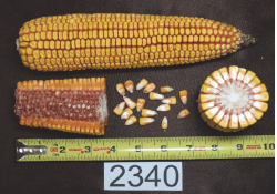 Products Archive - Augusta Seed