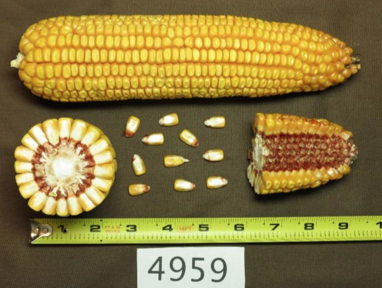 A4959 - Augusta Seed